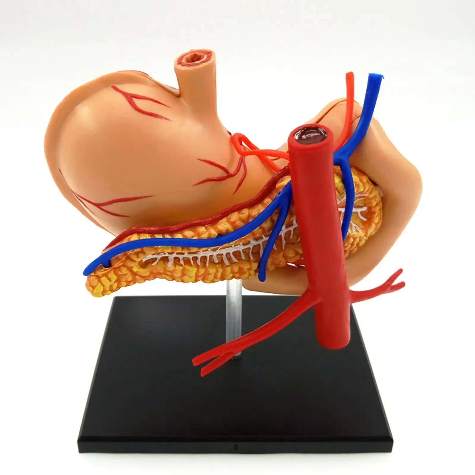 Human Stomach & Internal Organs Anatomy Educational Model Kit by 4D Vi ...